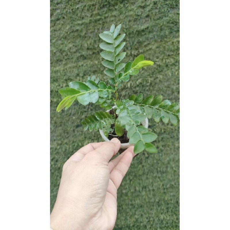 Sinukuan o Mariang Sinukuan | Shopee Philippines