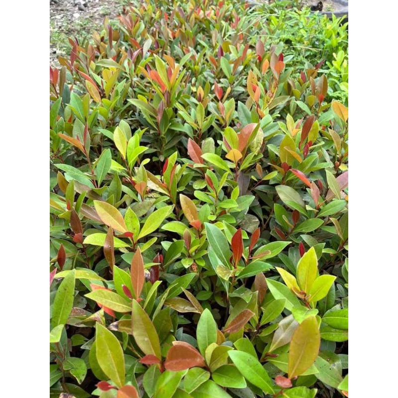 magkono seedlings (buy 2 get 1 free ) | Shopee Philippines