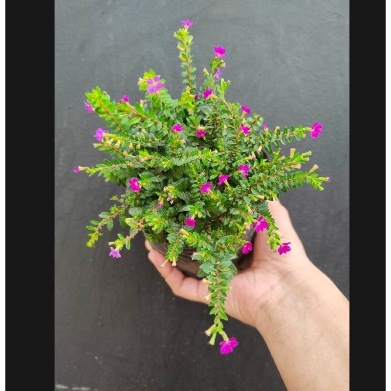 VIOLET KOPEYA ☘️ LIVE PLANTS | Shopee Philippines