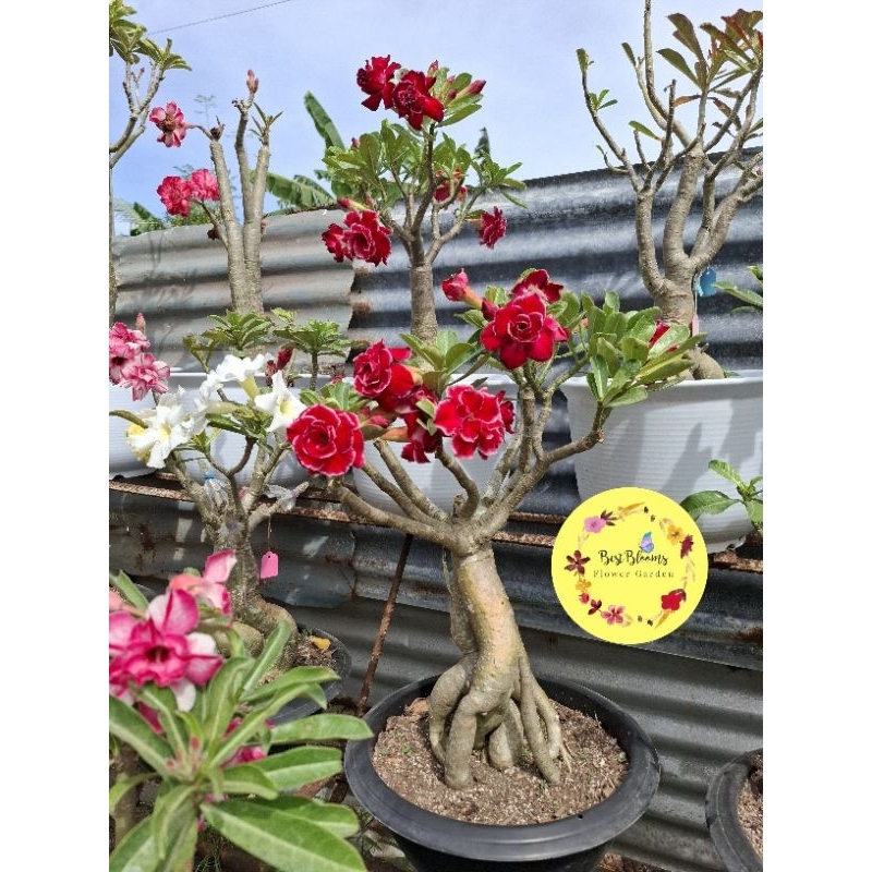 Grafted Adenium Super Jumbo to Giant | Shopee Philippines