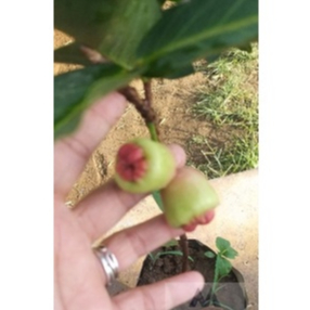 Java Apple Macopa/Makopa Grafted Live Plant seedlings | Shopee Philippines