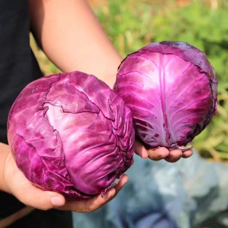 Purple Red Cabbage Repolyo Vegetable Seeds ( 100 seeds )-Purple Cabbage ...