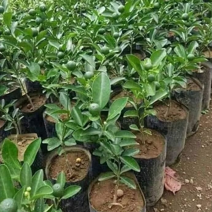 Calamansi Grafted Sintunis bearing Citrus Hybrid Var | Shopee Philippines