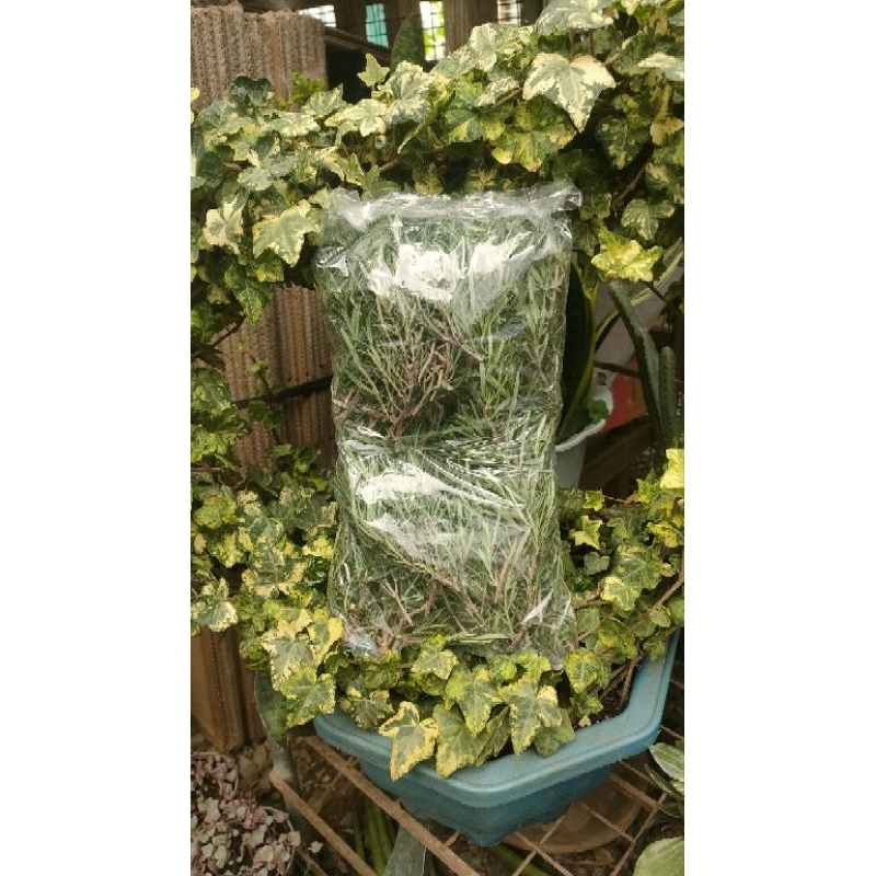 ROSEMARY CUTTINGS (HERBAL PLANT/PER PACK) | Shopee Philippines
