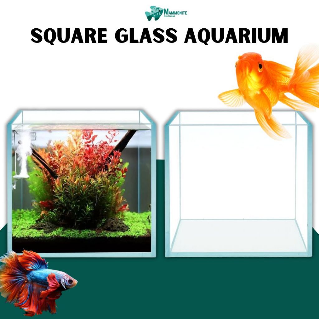Perfect Square Aquarium Glass Rimless Tank 20cm 25cm 30cm | Shopee ...