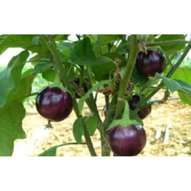 Eggplant Round/ Talong na bilog seeds for planting (15 seeds) | Shopee ...