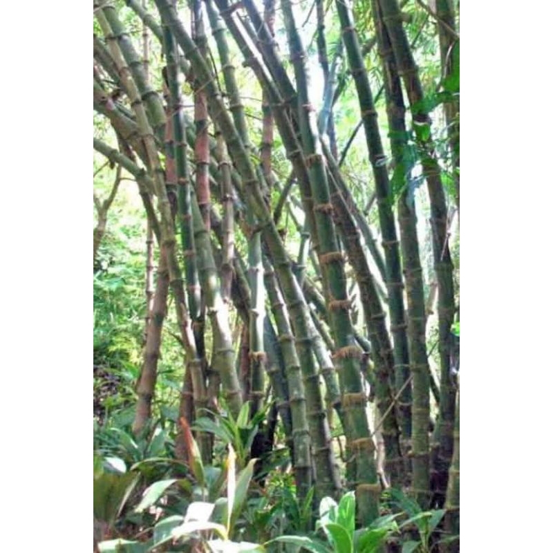 Bayog bamboo cuttings 10 pcs | Shopee Philippines
