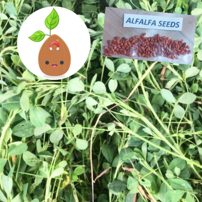 Alfalfa Forage Seeds Small Pack | Shopee Philippines