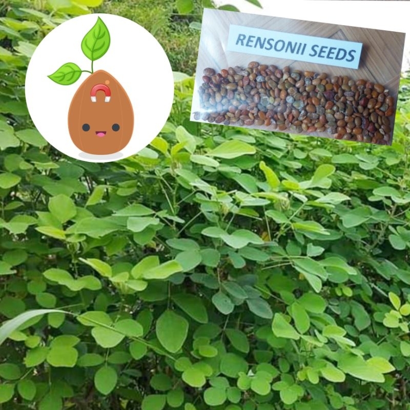 Rensonii 270 Seeds Forage Grass Seeds Small Pack | Shopee Philippines