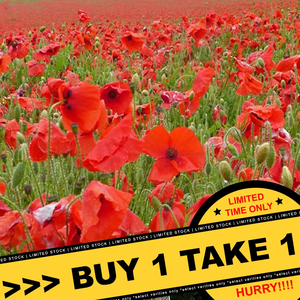 Poppy Seeds - Bright Red Poppy Seeds - Red Poppy Seeds - Flower Seeds ...