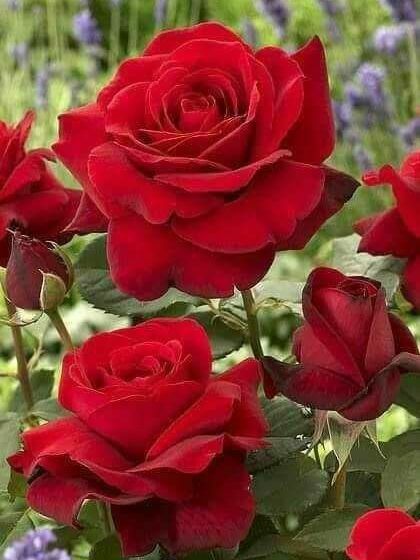 AMERICAN RED ROSE REAL Plant with FREE plastic seedling bag and garden ...