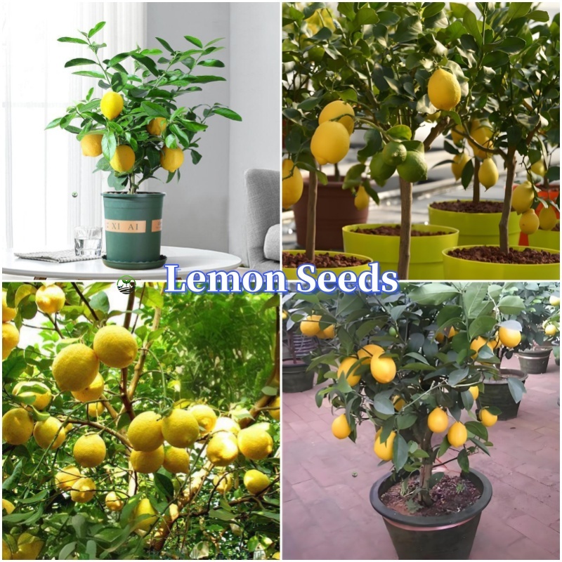 20PCS Yellow Lemon Fruit Seeds/Bonsai Fruit Lime/Lemon Tree Seeds for Planting Outdoor Plant ...