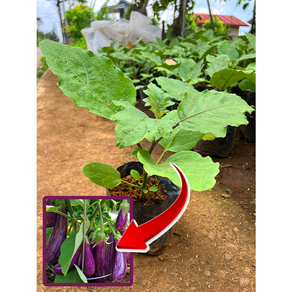 𝐓𝐚𝐥𝐨𝐧𝐠 / 𝐄𝐠𝐠𝐩𝐥𝐚𝐧𝐭 / 𝐀𝐮𝐛𝐞𝐫𝐠𝐢𝐧𝐞 𝐏𝐥𝐚𝐧𝐭 𝐰𝐢𝐭𝐡 𝐅𝐑𝐄𝐄 𝐩𝐥𝐚𝐬𝐭𝐢𝐜 𝐬𝐞𝐞𝐝𝐥𝐢𝐧𝐠 𝐛𝐚𝐠 𝐚𝐧𝐝 ...