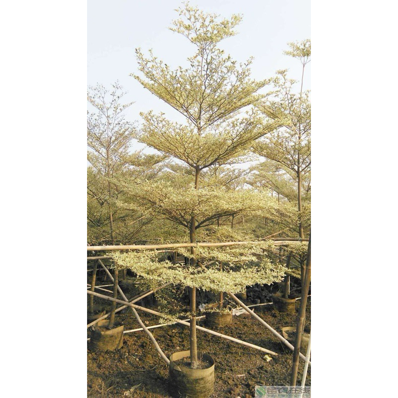 VARIEGATED AFRICAN TALISAY 1-2 FEET | Shopee Philippines