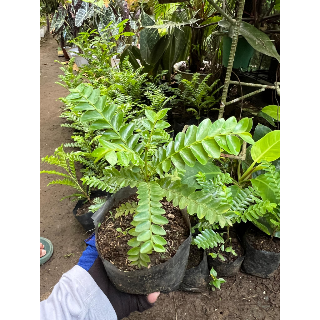 𝐒𝐢𝐧𝐮𝐤𝐮𝐚𝐧 𝐏𝐥𝐚𝐧𝐭/ 𝐁𝐥𝐞𝐬𝐬𝐞𝐝 𝐏𝐥𝐚𝐧𝐭 𝐰𝐢𝐭𝐡 𝐅𝐑𝐄𝐄 𝐩𝐥𝐚𝐬𝐭𝐢𝐜 𝐬𝐞𝐞𝐝𝐥𝐢𝐧𝐠 𝐛𝐚𝐠 𝐚𝐧𝐝 𝐠𝐚𝐫𝐝𝐞𝐧 ...