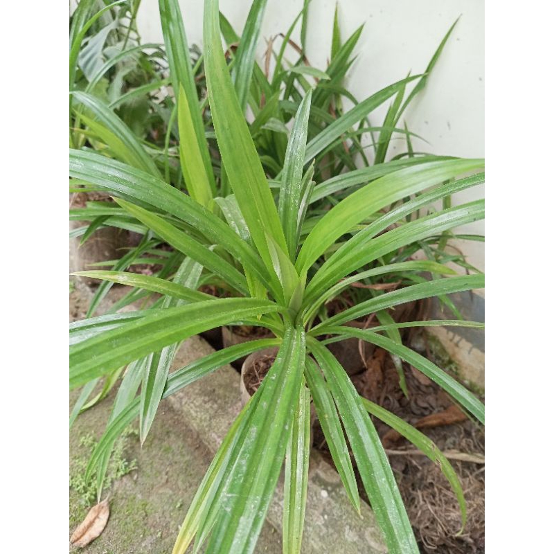 PANDAN/PANDANUS AMARYLLIFOLIUS/LIVE PLANT | Shopee Philippines