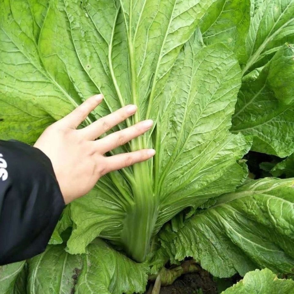 MUSTARD SEEDS / MUSTASA SEEDS (500 seeds) Chinese | Shopee Philippines