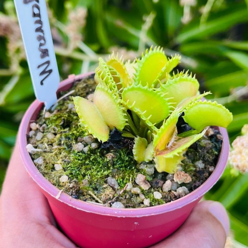Venus-Flytrap WEREWOLF | Shopee Philippines