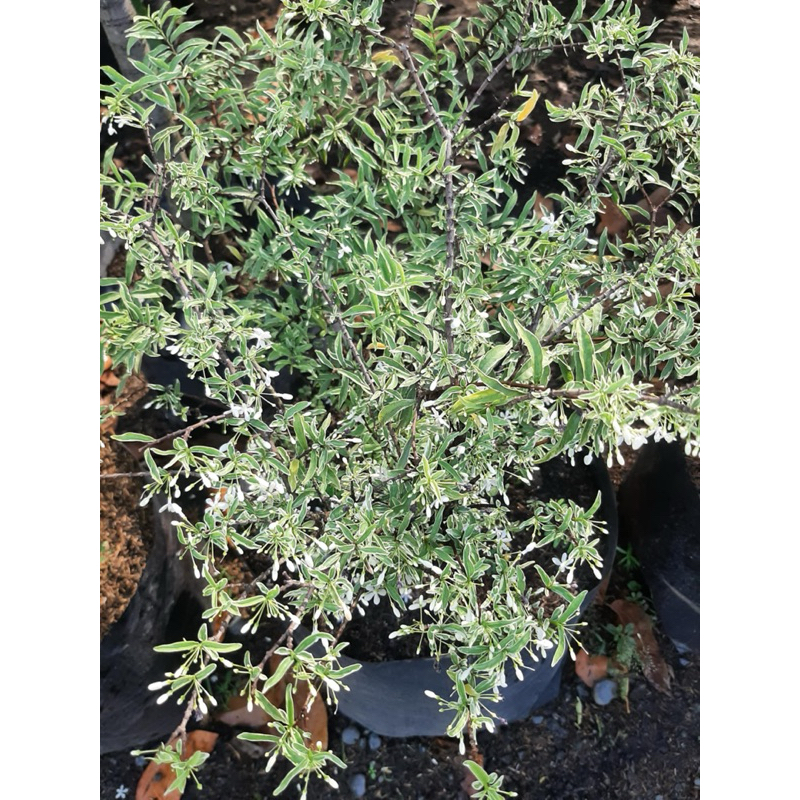 Japanese Silver Suamei or Water Jasmine | Shopee Philippines