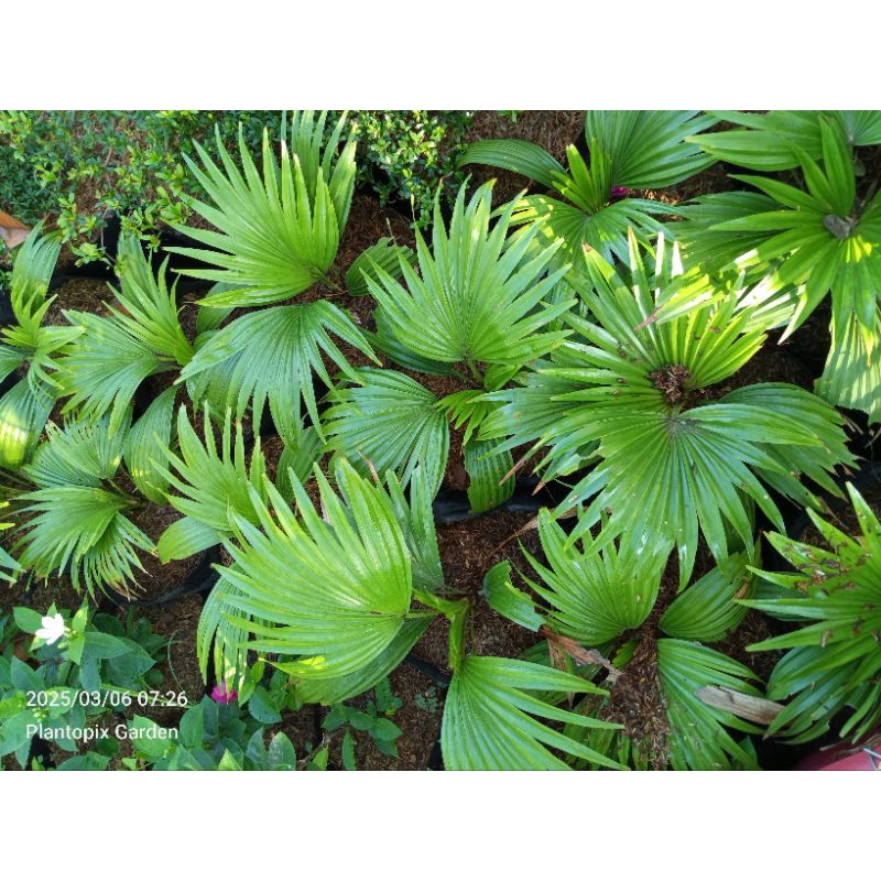 ANAHAW PLANTS (Live plants)(Rooted Plants) | Shopee Philippines