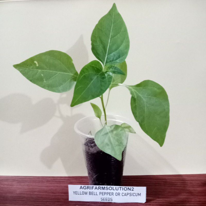 ORIGINAL NATIVE SILING LABUYO SEEDSLINGS | Shopee Philippines