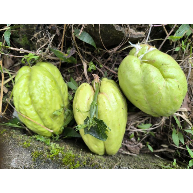 Chayote (Sayote) sprouts, 3 pcs, Med to Large sizes, Germinated for ...