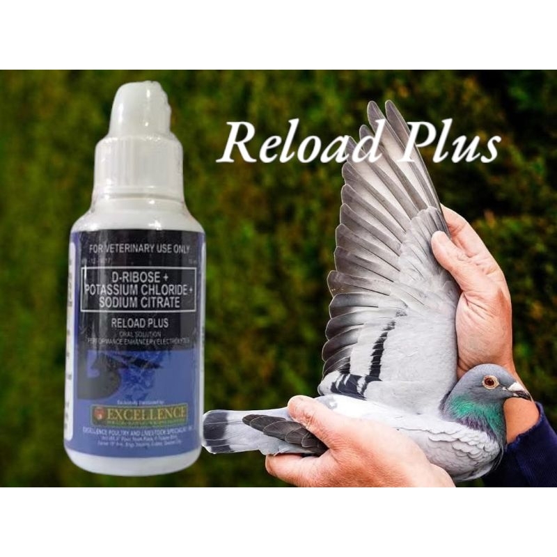 Reload Plus 10ml Rockdove Pigeon Supplement | Shopee Philippines