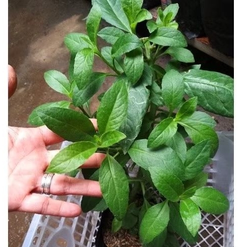 Ashitaba Gynura procumbens/Sabungai/Leaves of Gods/Longevity Spinach ...