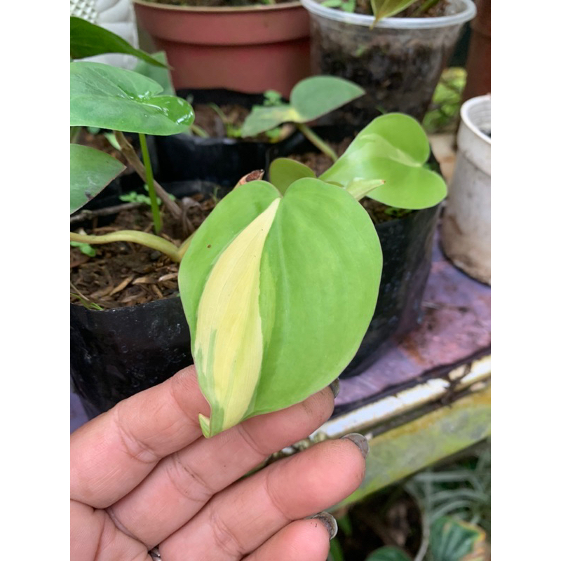 Brazil Pothos 1 leafer | Shopee Philippines