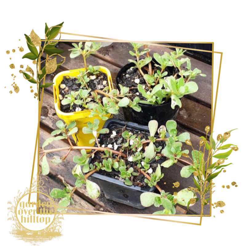 purslane gulasiman/alusiman/ngalug/purselane/ulasiman wild portulaca ...