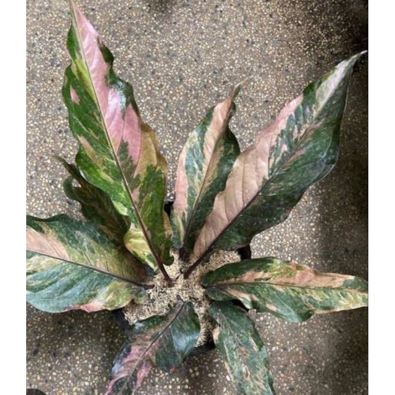 anthurium antfol foliage (big size) | Shopee Philippines