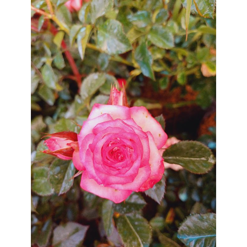 magic carousel rose | Shopee Philippines