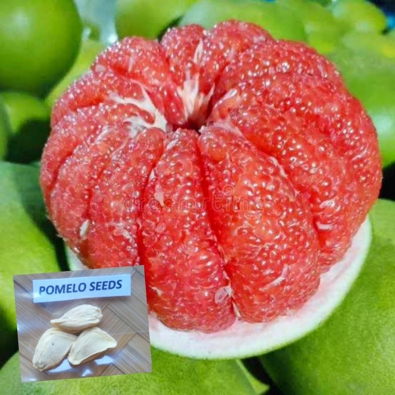Pomelo Pink 6 Seeds Per Pack Suha | Shopee Philippines