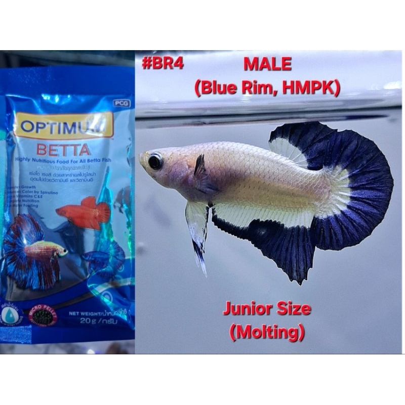 Optimum - Betta Fish - for Halfmoon, HMPK, Dumbo Ear, Doubletail ...