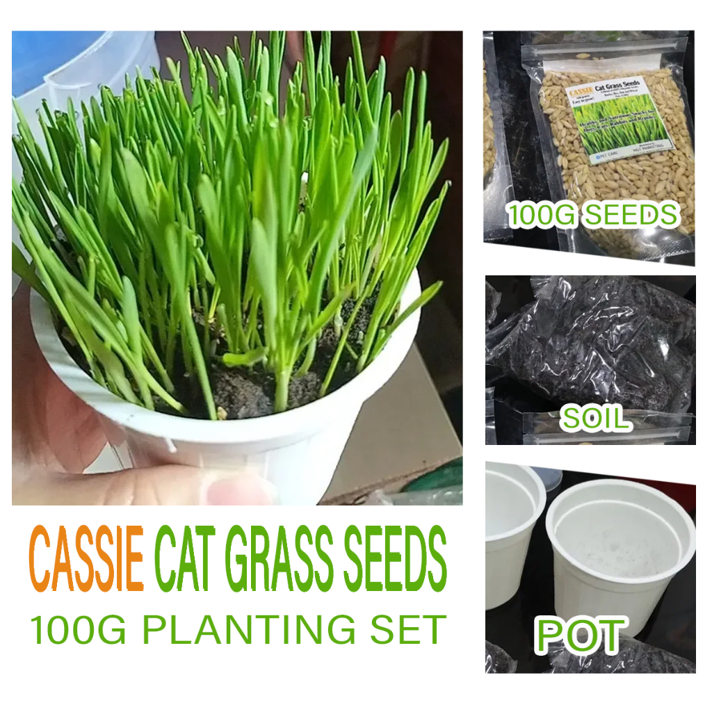 Cat Grass Planting Kit (100grams Seeds + soil + pot) | Shopee Philippines
