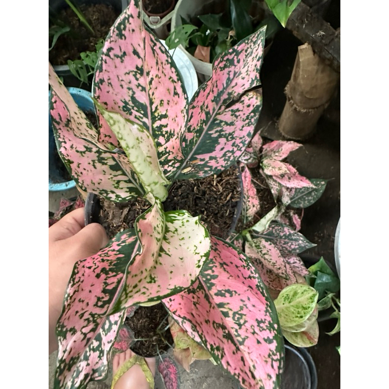 Aglaonema New Pink Kamkoon (Larger and Lusher), Garden Decoration | Shopee Philippines