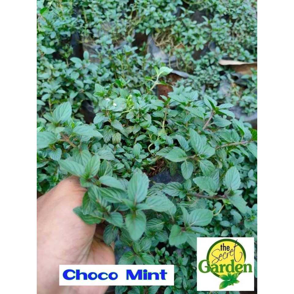 Buy 1 Take 1 CHOCO MINT LIVE PLANT (NOT Seeds) with FREE garden soil ...