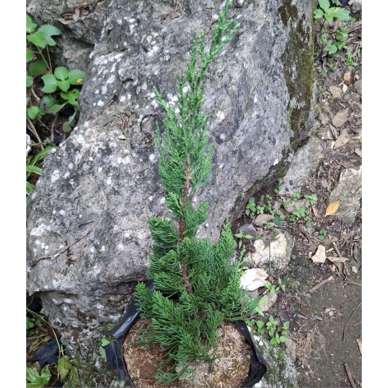 chinensis cypress tree | Shopee Philippines