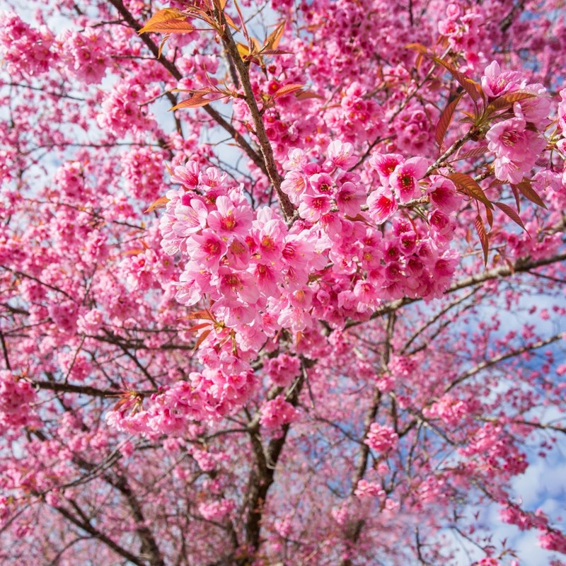 20seeds/pack Japanese Sakura Seeds Flower Seeds for Gardening Cherry ...