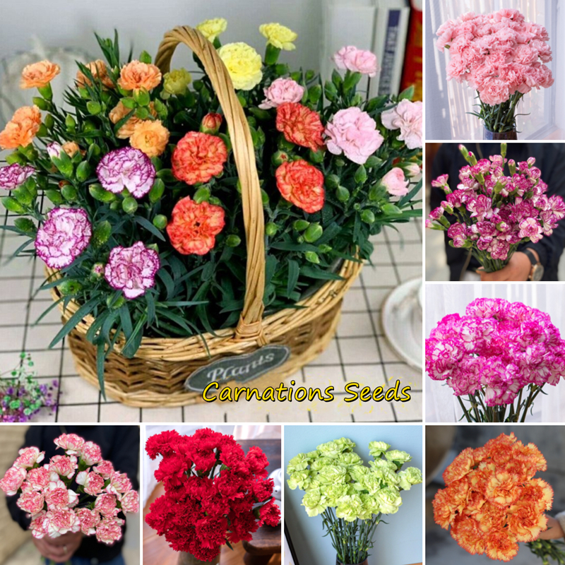Carnation Flower Seeds for Planting (600Seeds, Mixed Color) Balcony ...