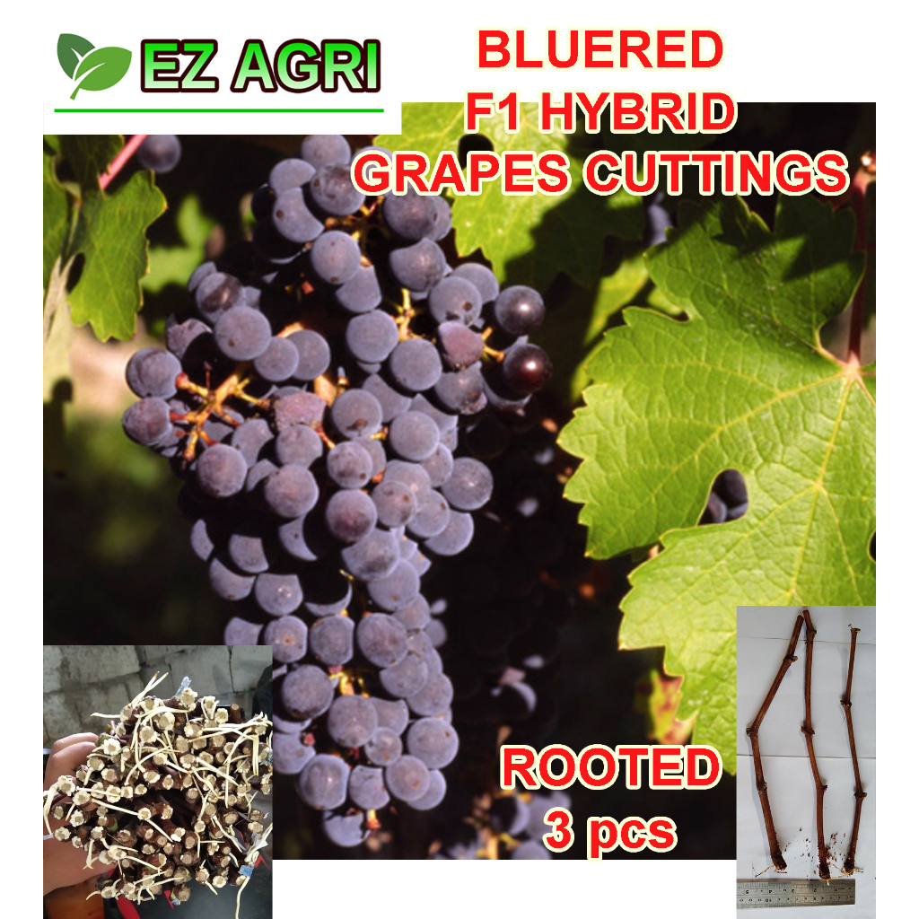 buy 1 take 2 Rooted Grapes plants cuttings may ugat buhay red blue ...