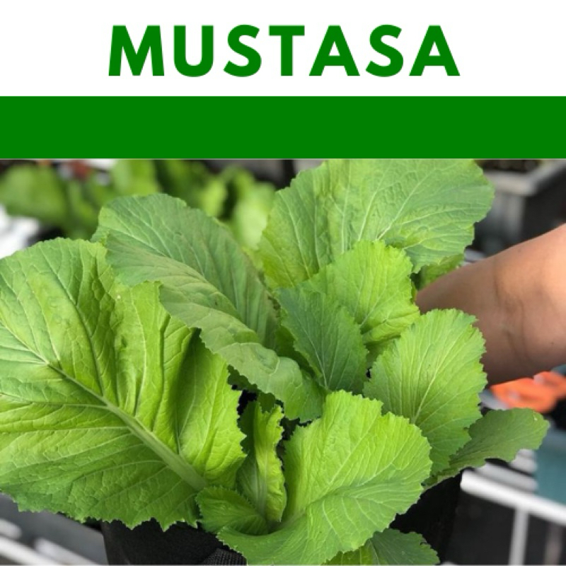Mustasa Super Edsel leafy vegeteble repacked seeds gardening | Shopee ...
