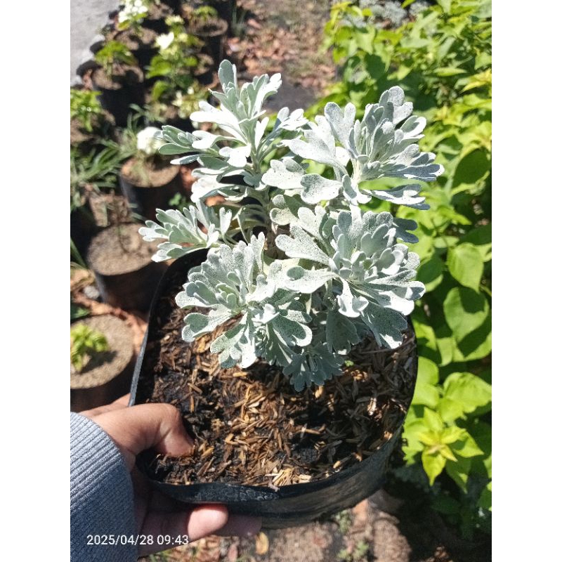 Puyeng /Ang Heng Ho Chinese LUCKY PLANTS/LIVE PLANTS(Rooted plants ...