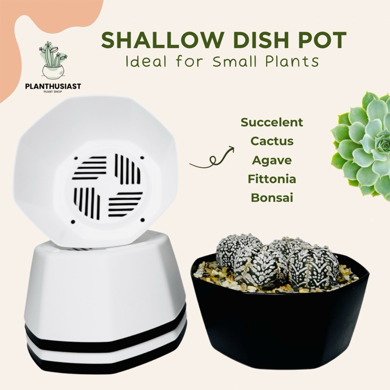 3pcs Thick Shallow Dish Plant Plastic Pots | Basin for Cactus ...