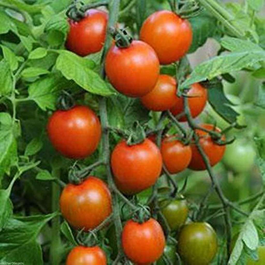 200 Seeds/pack SUPER POPE TOMATO SEEDS- TOMATOES SEEDS High Yielding ...