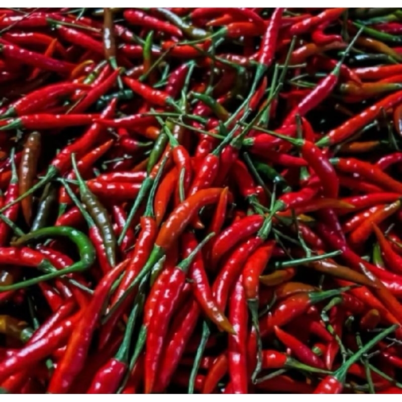 Fresh hybrid siling labuyo/ siling Taiwan seeds (25 seeds) | Shopee ...