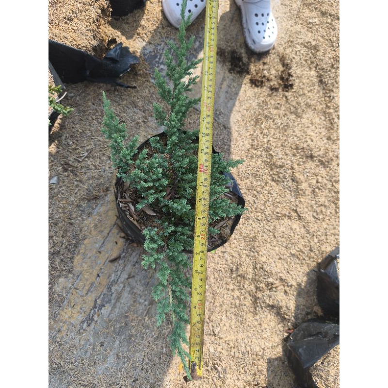 CREEPING JUNIPER ( LARGE SIZE ) | Shopee Philippines