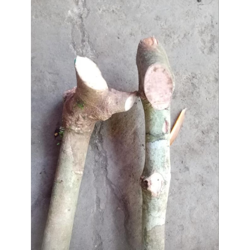 Mt. Banahaw Sinag araw 6ft Souvenir | Shopee Philippines