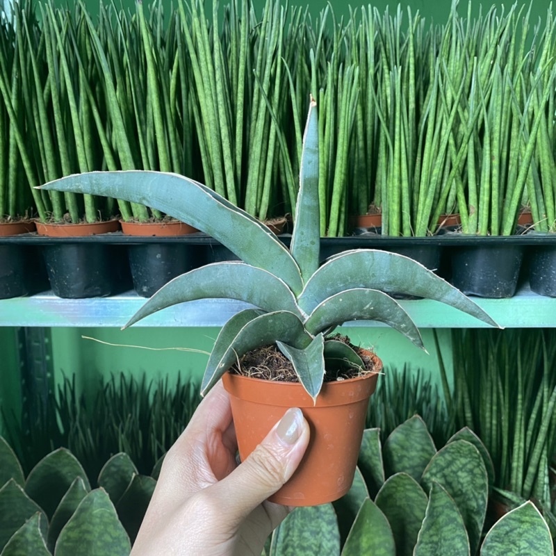 Cyper Rare Patens / Starfish Boncel Snakeplant / Hybrid Boncel in ...