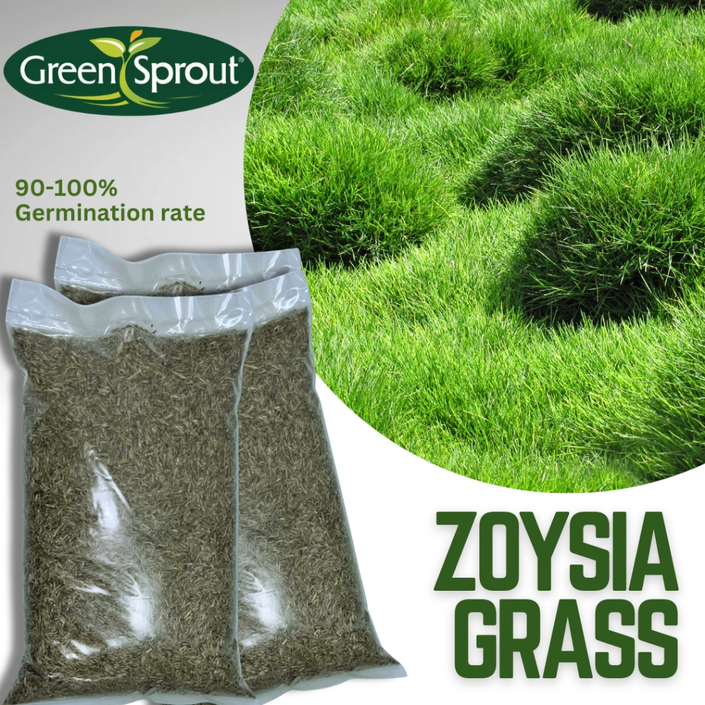Zoysia Grass Seeds Tester10g-for Landscaping Lawn | Matibay sa Apak ...